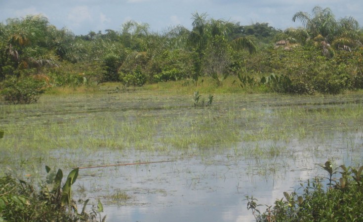 Kenya: Rasanga in Eye of a Storm Over Yala Swamp Land - allAfrica.com