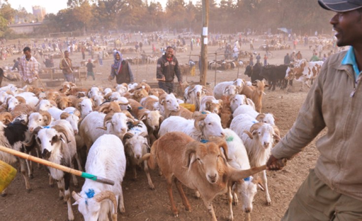 Namibia: Dairy Farmers Face Growing Threat - allAfrica.com