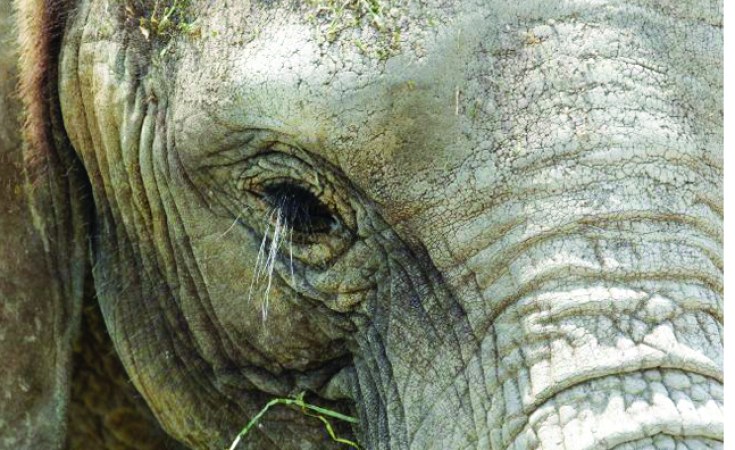 Namibia: 'Rogue' Elephant Bull Terrorises Ozondati - allAfrica.com