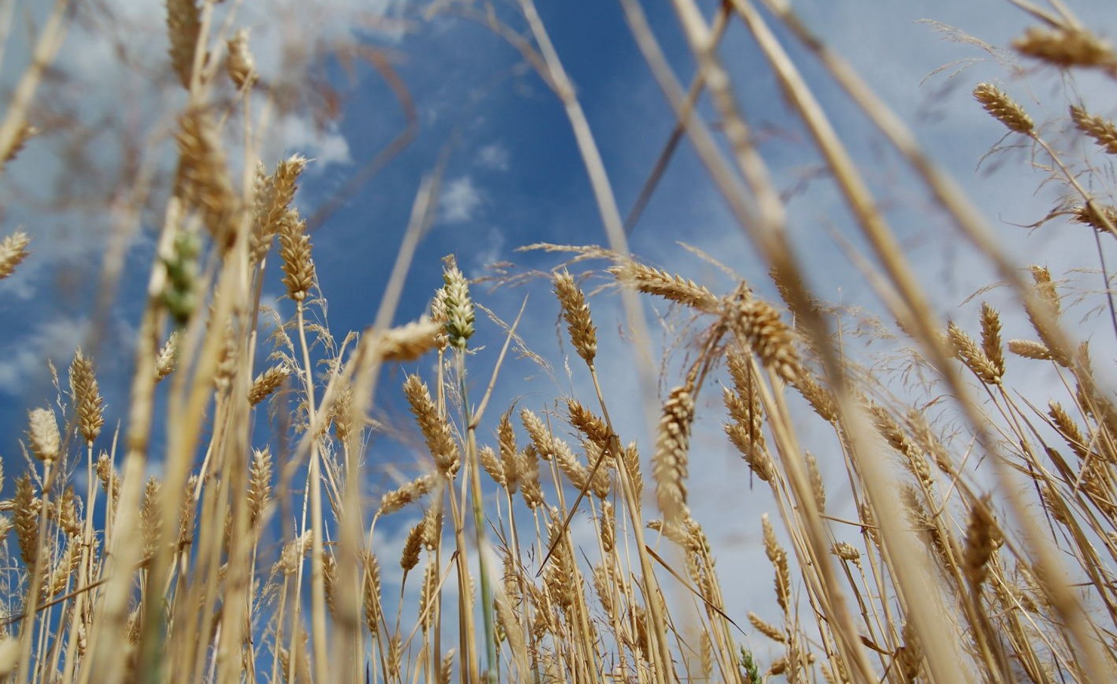 Tanzania: Wheat Production Receives Massive State Boost - allAfrica.com