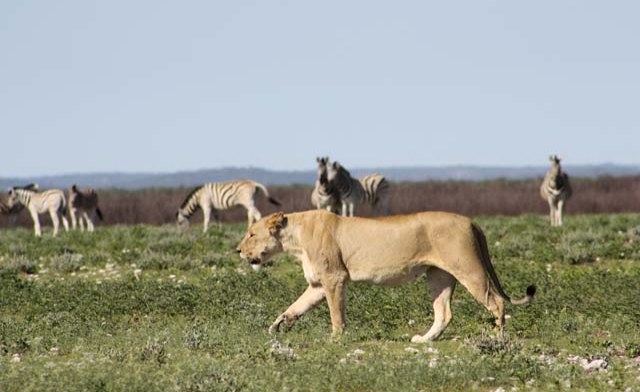 Zimbabwe: Human, Wildlife Conflict Claims 40 - allAfrica.com