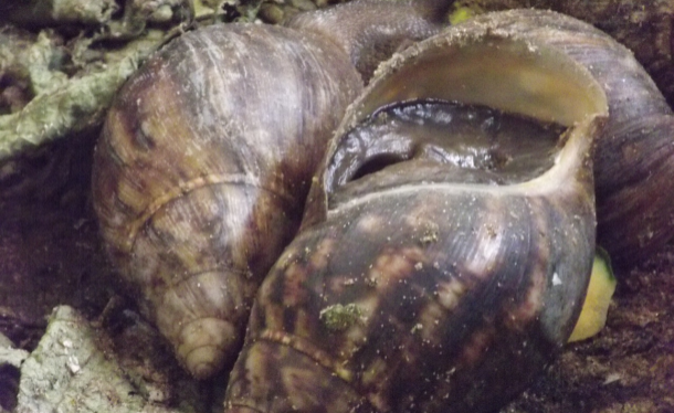 Prawns Show Promise in Parasite Control - allAfrica.com