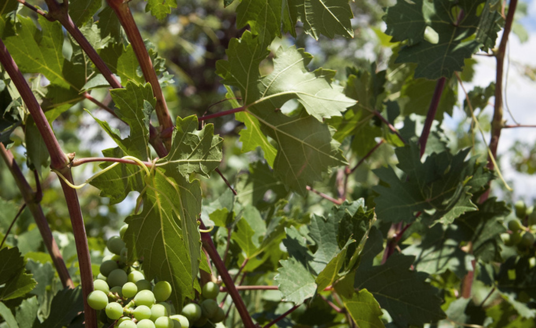 Namibia: Grapes to Grow Into Billion-Dollar Industry - allAfrica.com