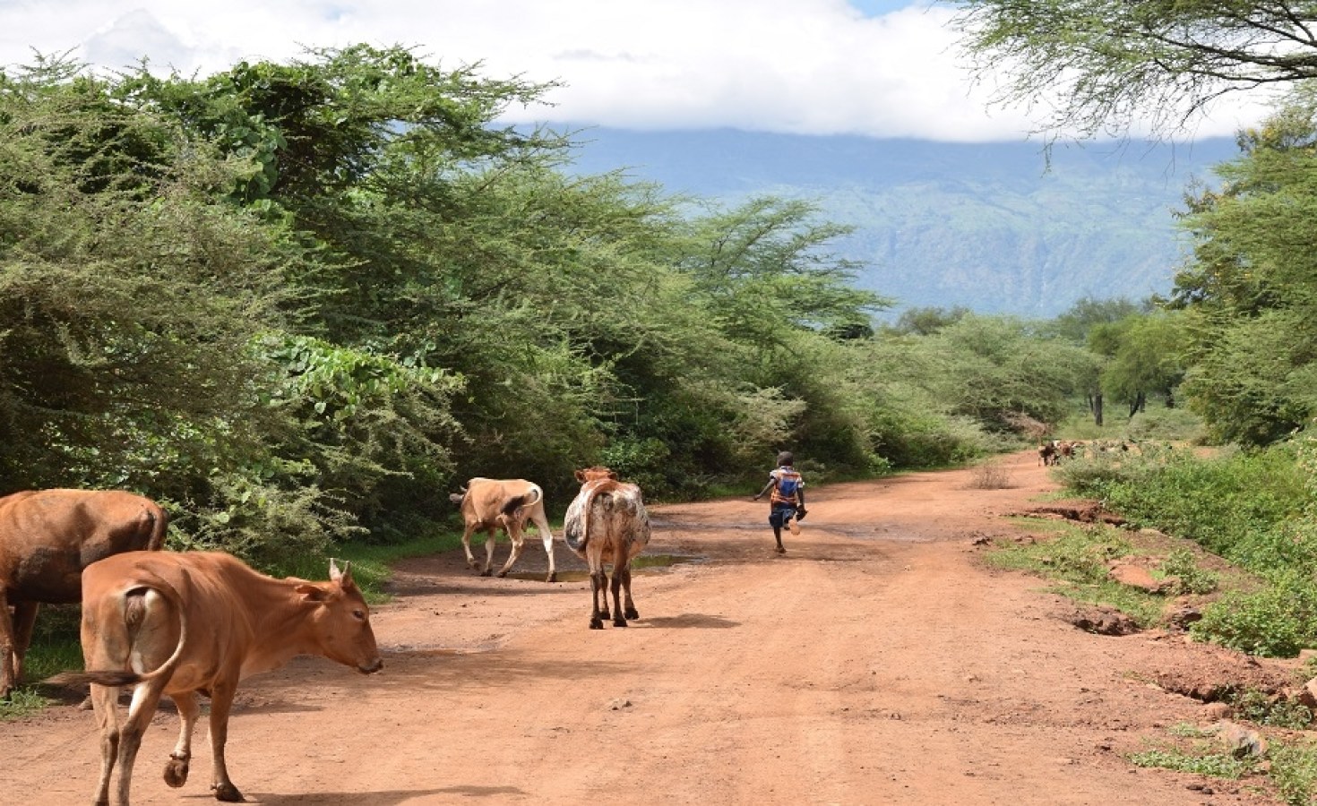 Kenya: Rift Leaders Sign Deal to End Cattle Rustling - allAfrica.com