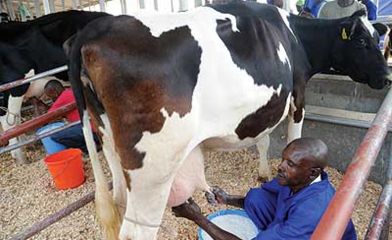 Rwanda: Official - Dairy Processing Potential Good for Investment ...