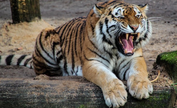 Ethiopia: Why Call Ethiopia an 'African Tiger'? - allAfrica.com