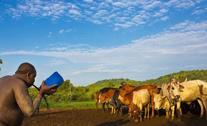 Ethiopia: The Bodi Tribe Where Men Drink Blood and Milk - allAfrica.com