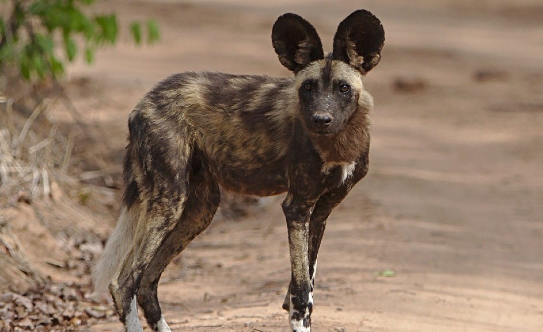 Zimbabwe 'Painted Dog' Populations Plummet in Mana Pools National Park ...