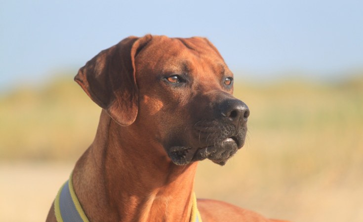 Zimbabwe: Dogs in the City - On the Scent of Zimbabwe's Urban History ...