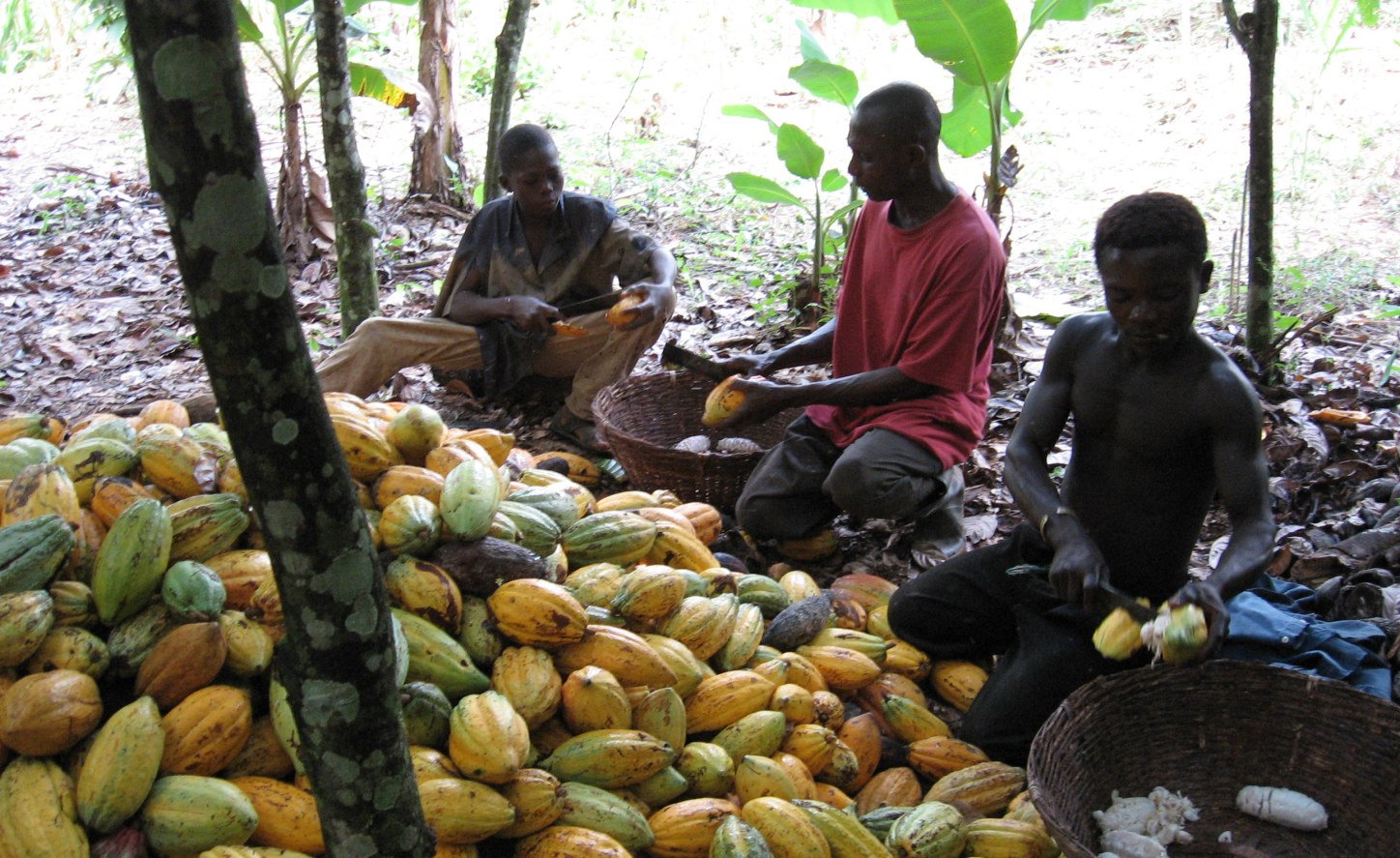 West Africa: Child Slavery in West Africa - Understanding Cocoa Farming ...