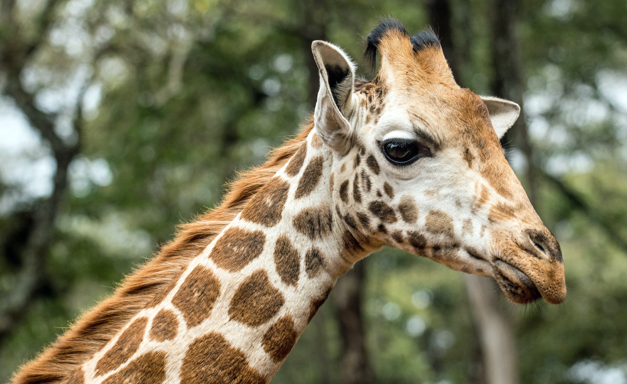 Africa: Giraffes Range Across Diverse African Habitats - We're Using ...